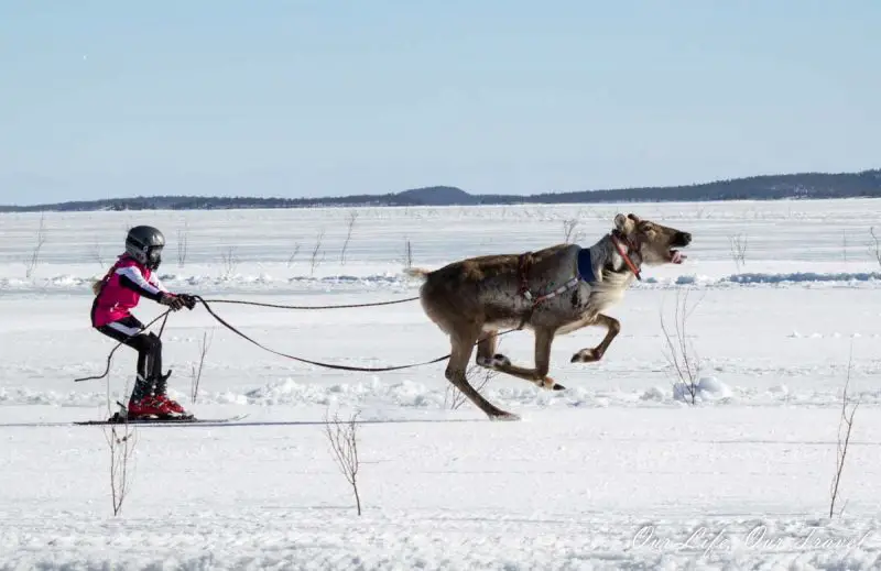 Reindeer Racing in Finland and Around the World - Our Life, Our Travel