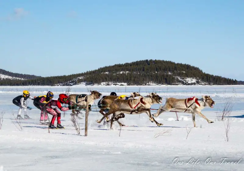 Reindeer Racing in Finland and Around the World - Our Life, Our Travel