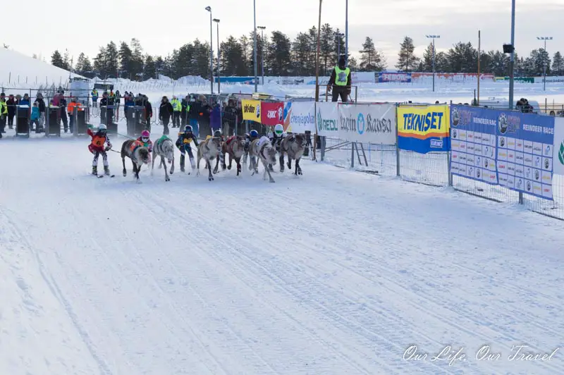 Reindeer Racing in Finland and Around the World - Our Life, Our Travel
