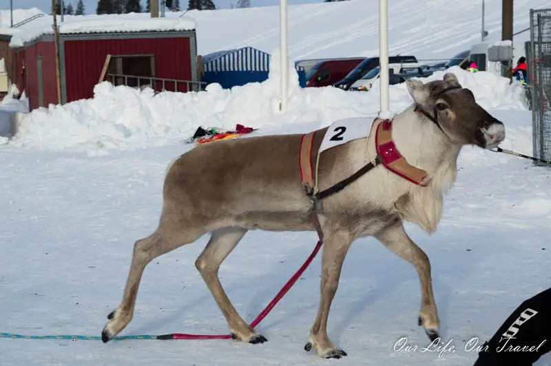 Reindeer Racing in Finland and Around the World - Our Life, Our Travel